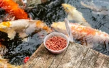 The Fastest Growing Fish for Farming (with 13 Examples) - 🐝 ...