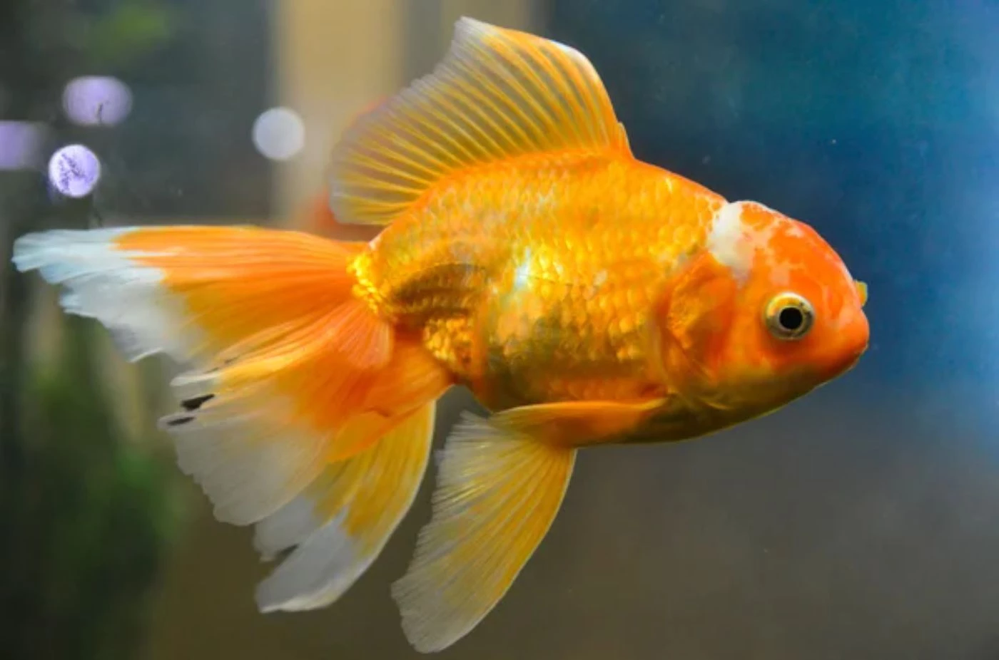 The Best Fish for Indoor Aquaponics (13 Examples) - 🐝 BootstrapBee.com ...