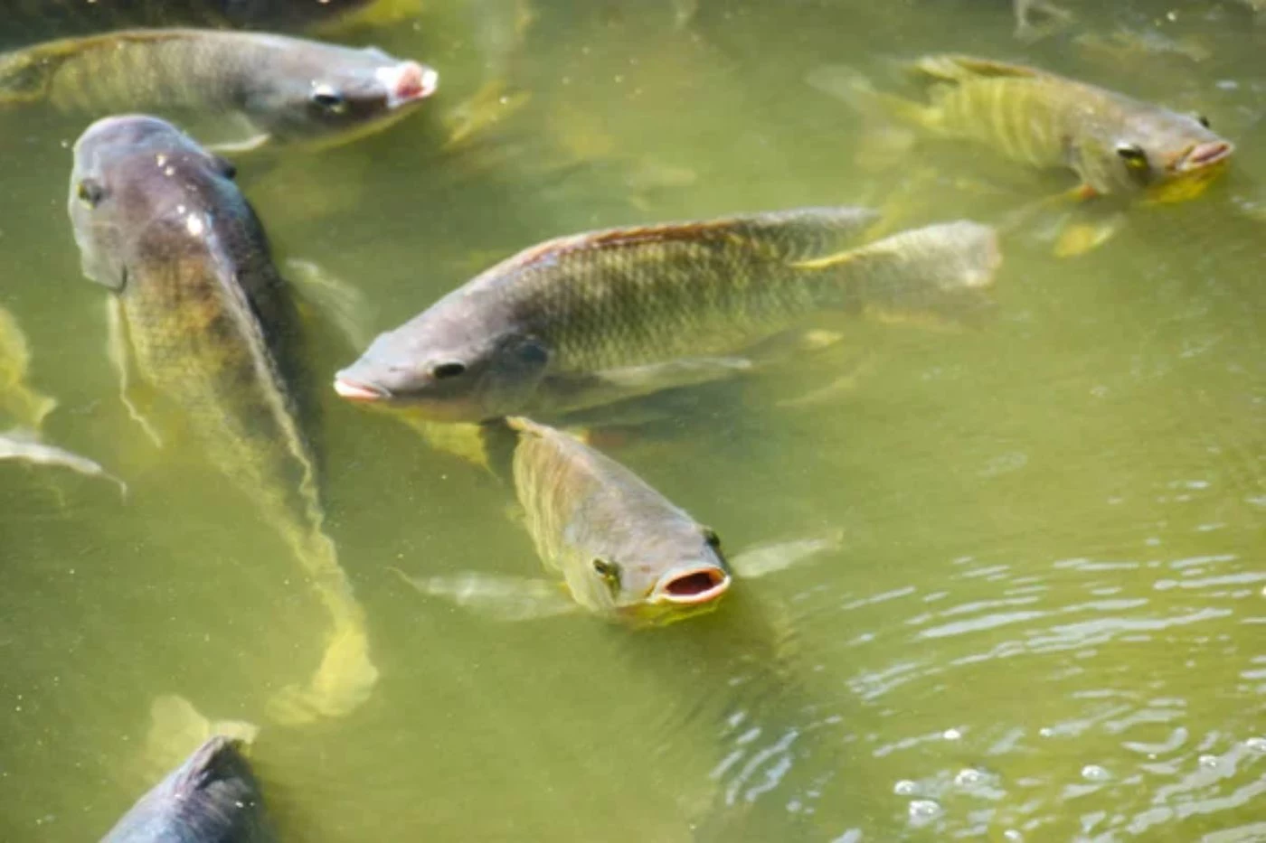 The Best Fish for Indoor Aquaponics (13 Examples) - 🐝 BootstrapBee.com - Actionable ...