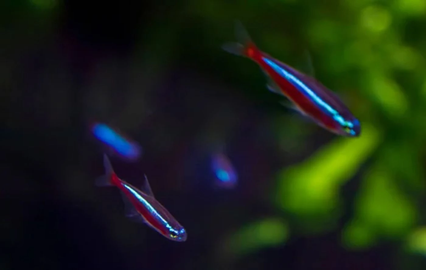 The Best Fish for Indoor Aquaponics (13 Examples) - 🐝 BootstrapBee.com ...