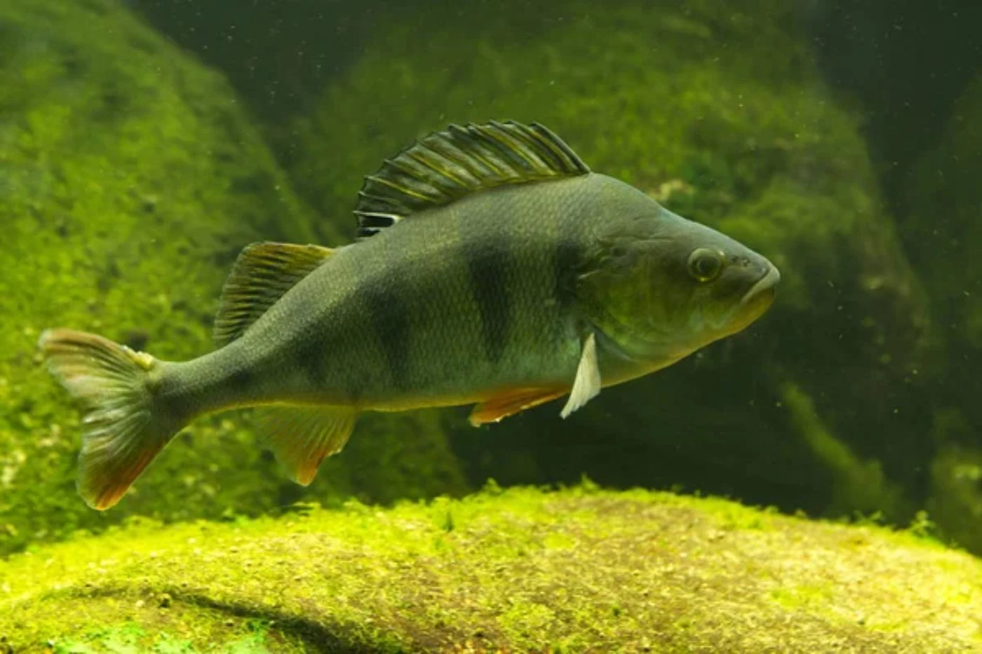 The Best Edible Fish for Aquaponics (13 Examples) - 🐝 BootstrapBee.com ...