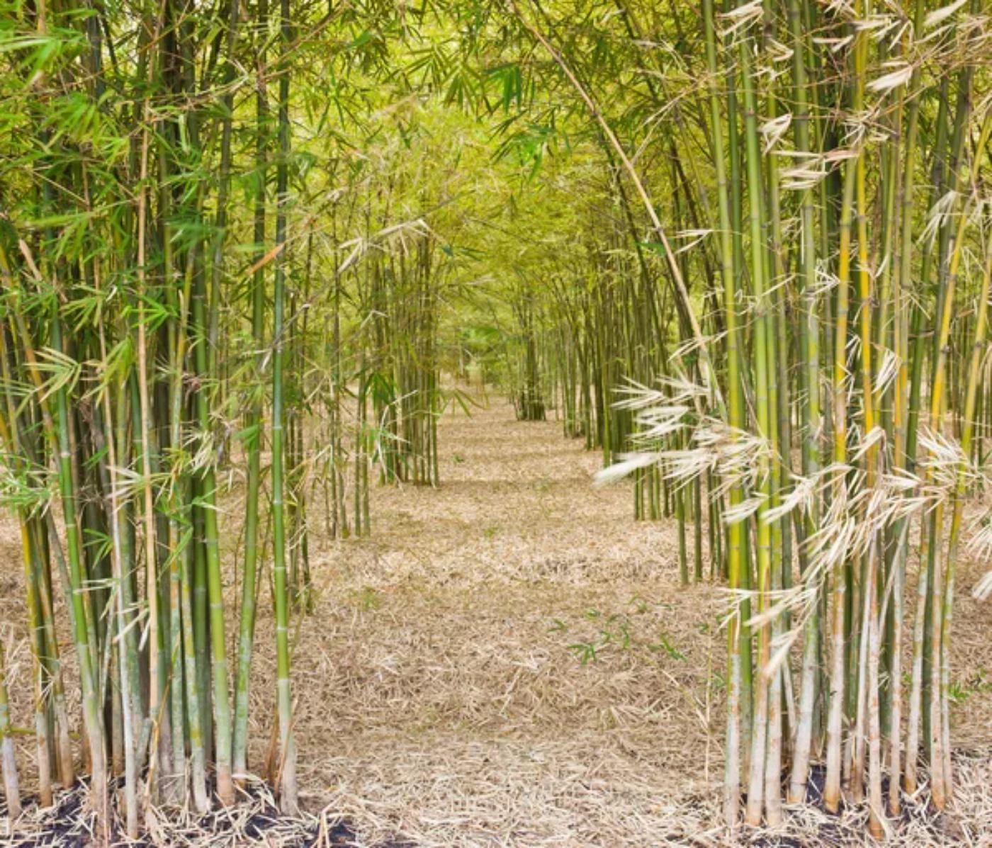 Average Bamboo Yield per Acre (What to Expect) - 🐝 BootstrapBee.com - Actionable bootstrapping ...
