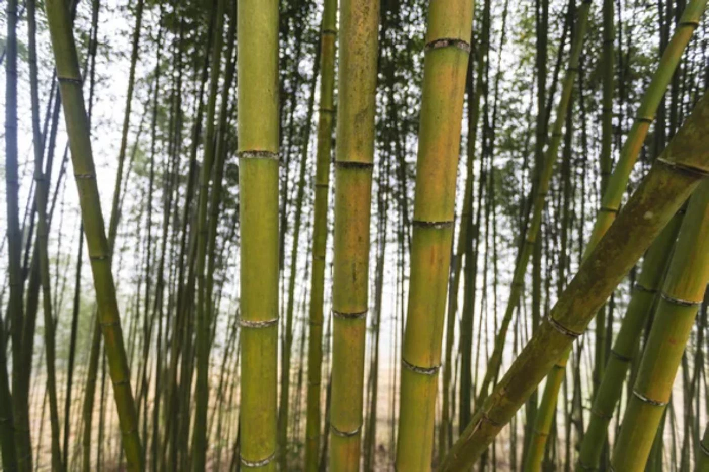 Average Bamboo Yield per Acre (What to Expect) - 🐝 BootstrapBee.com ...