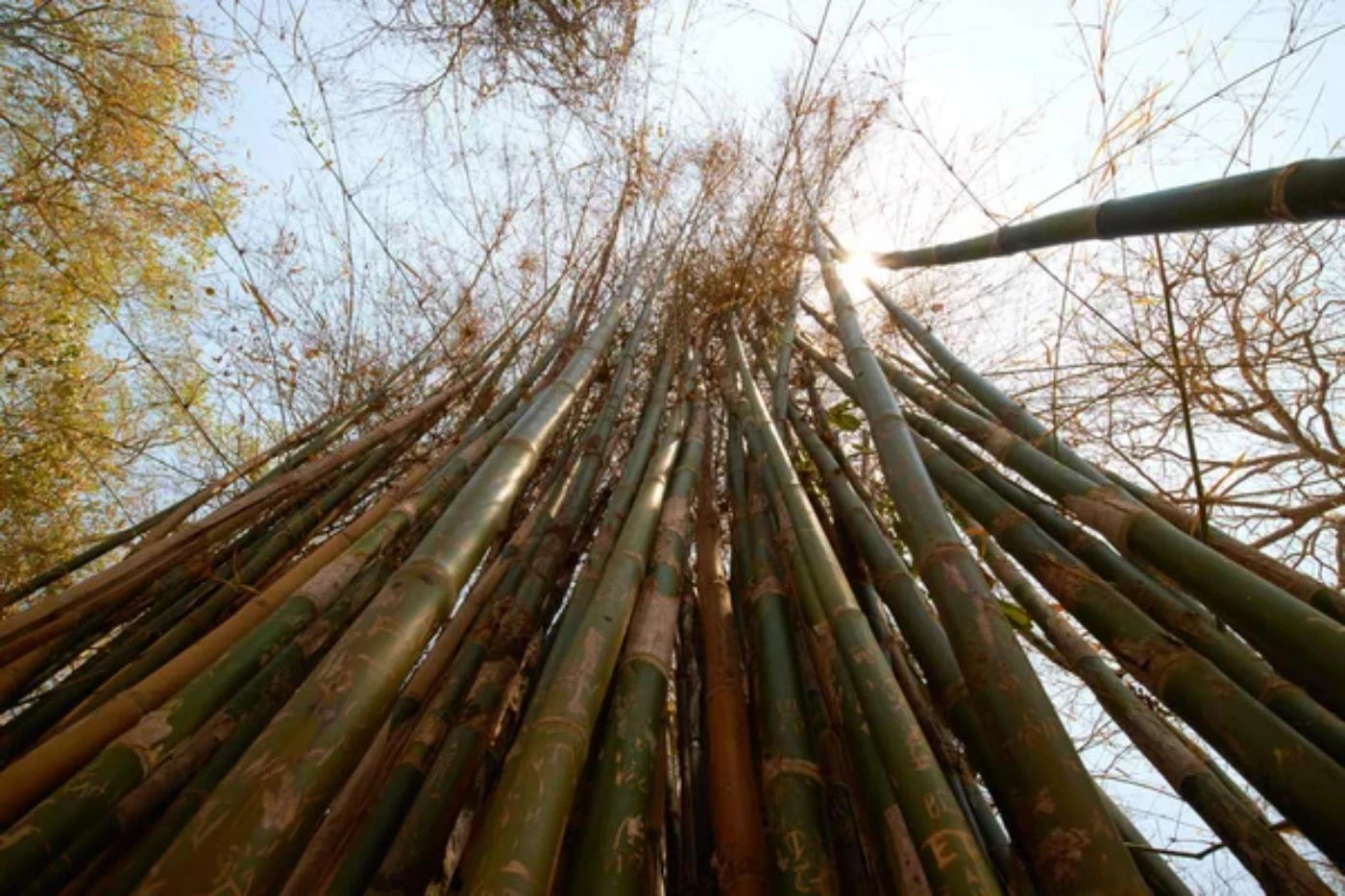 Average Bamboo Yield per Acre (What to Expect) - 🐝 BootstrapBee.com ...