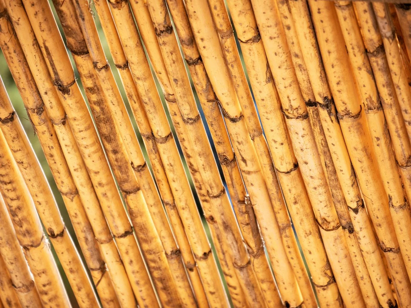 Average Price of a Bamboo Plant in 2024 (Per Lb & per Ton) - 🐝 BootstrapBee.com - Actionable ...