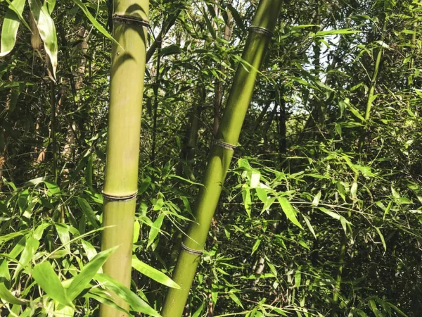 Bamboo Farm Income per Acre (How Much You'll Make) - 🐝 BootstrapBee.com - Actionable ...