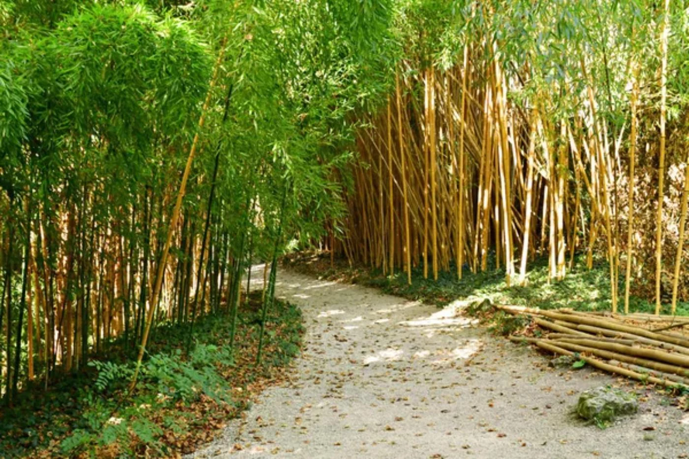 Bamboo Farm Income per Acre (How Much You'll Make) - 🐝 BootstrapBee.com - Actionable ...