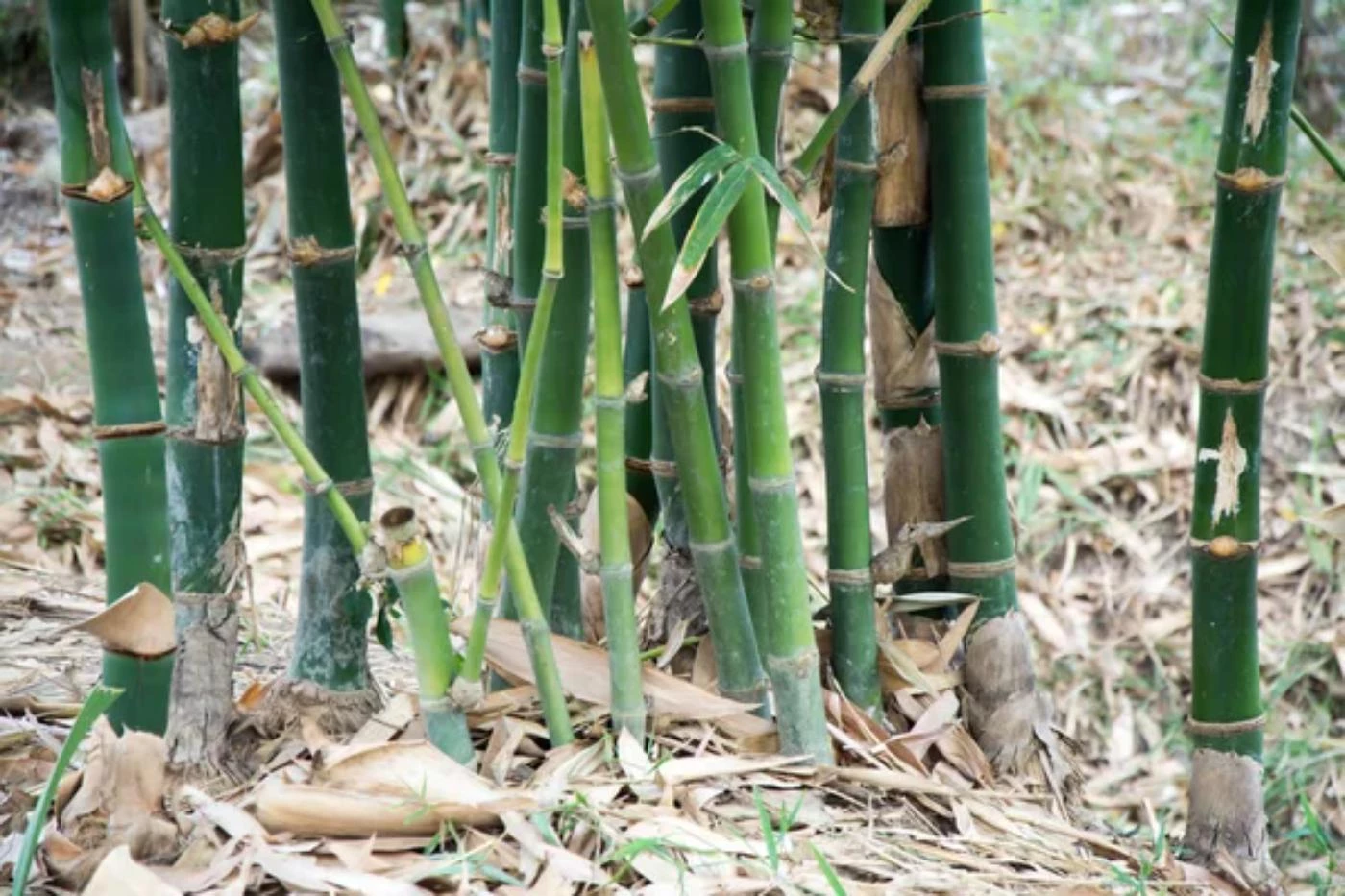 Bamboo Farm Income per Acre (How Much You'll Make) - 🐝 BootstrapBee.com - Actionable ...