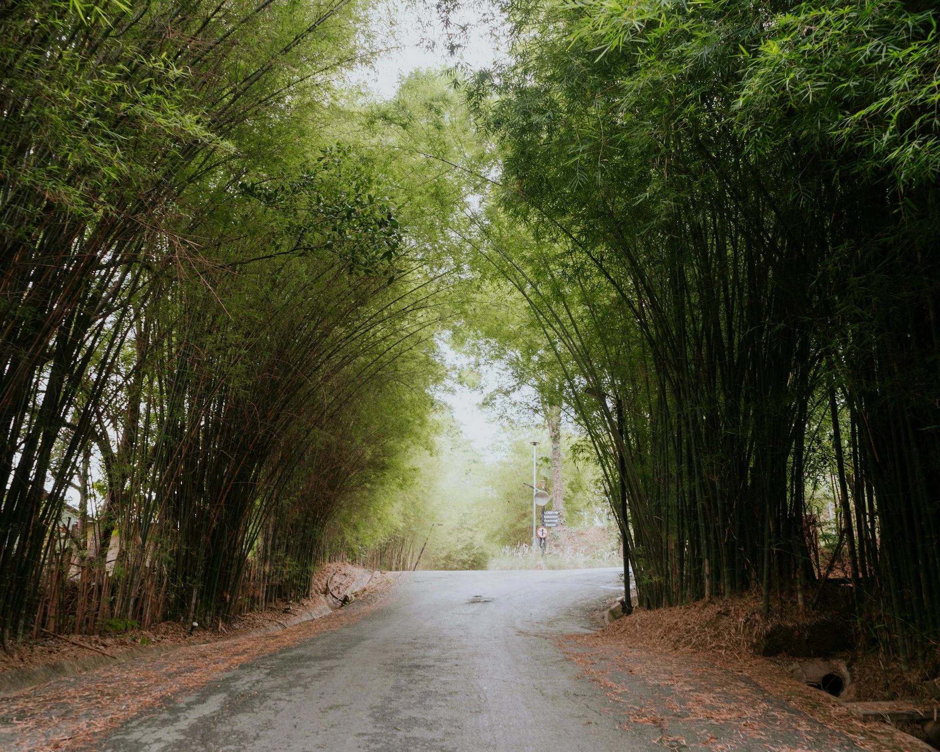 Bamboo Farming in North Carolina: How to Get Started - 🐝 BootstrapBee.com - Actionable ...