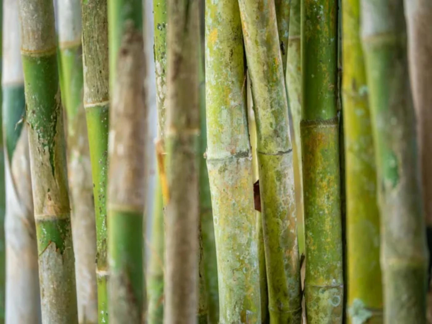 Are There Bamboo Farms in the US? - 🐝 BootstrapBee.com - Actionable bootstrapping guides