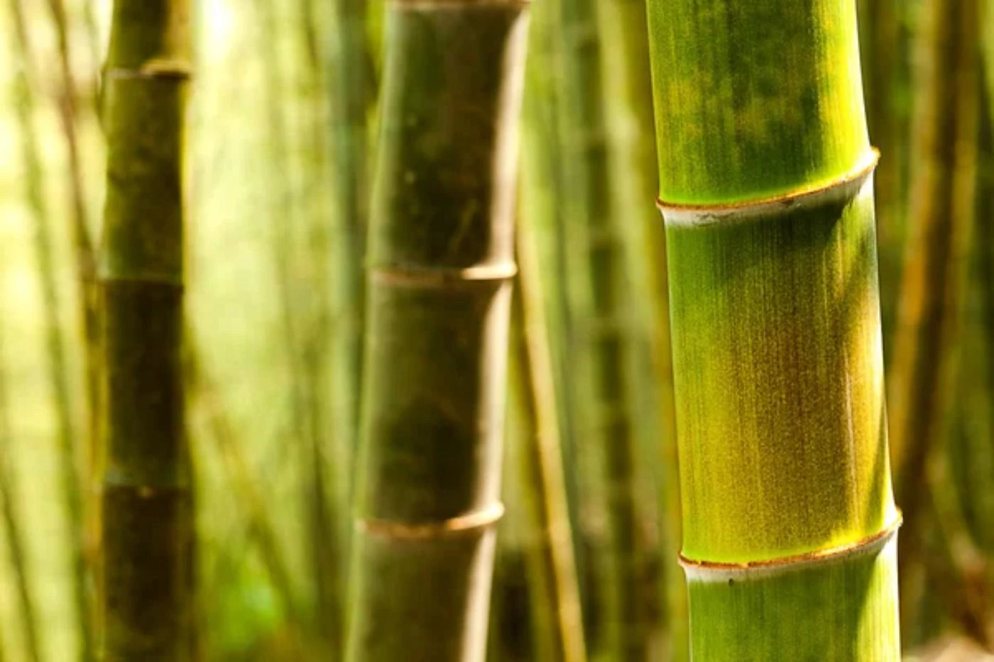 Are There Bamboo Farms in the US? - 🐝 BootstrapBee.com - Actionable bootstrapping guides
