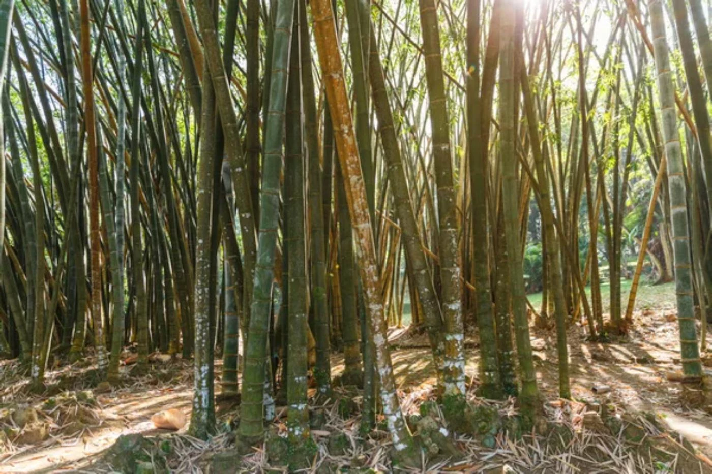 How Many Bamboo Seeds Can You Plant per Acre? - 🐝 BootstrapBee.com ...