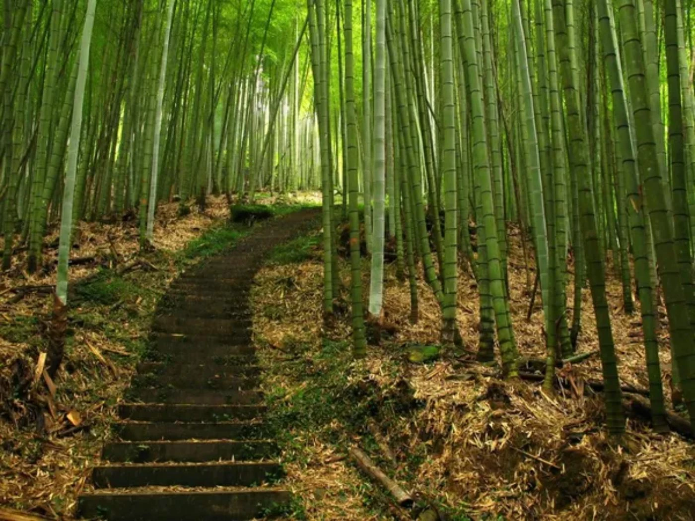 How Many Bamboo Seeds Can You Plant per Acre? - 🐝 BootstrapBee.com ...