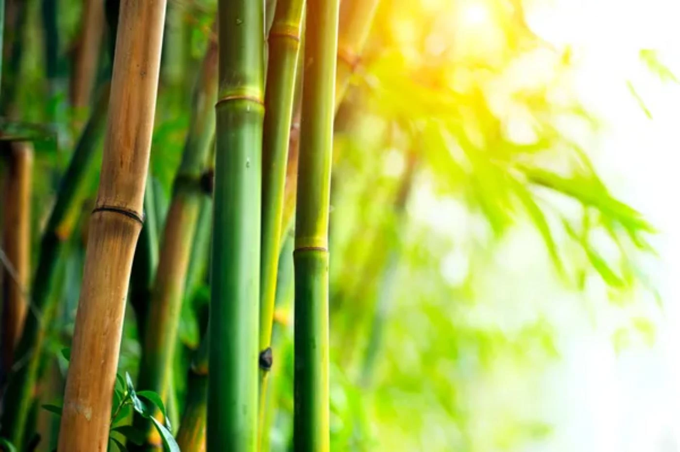 How Many Bamboo Seeds Can You Plant per Acre? - 🐝 BootstrapBee.com - Actionable bootstrapping guides