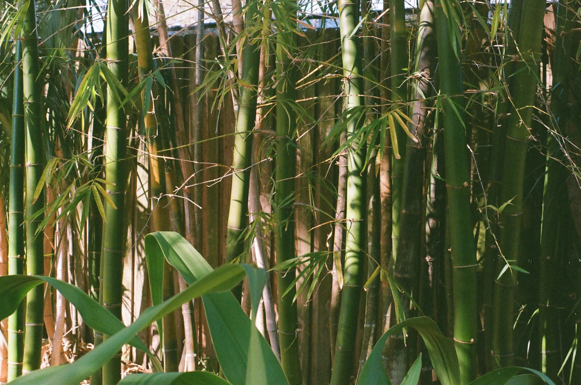 Growing Bamboo in Florida for Profit: A Beginner's Guide - 🐝 ...