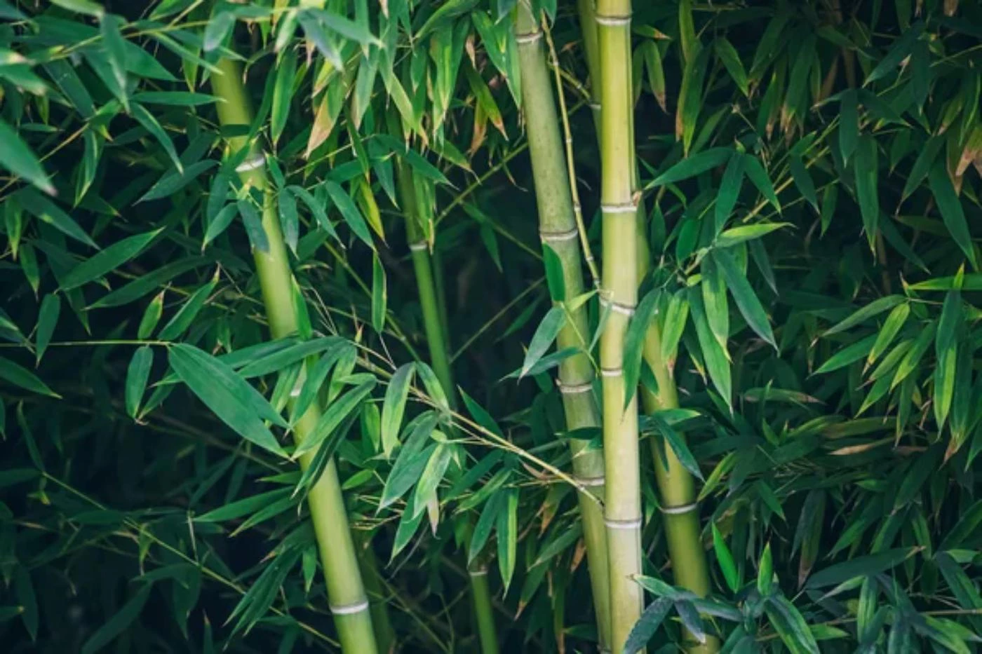 How Much Is Bamboo Worth? (More Than You Think) - 🐝 BootstrapBee.com - Actionable bootstrapping ...
