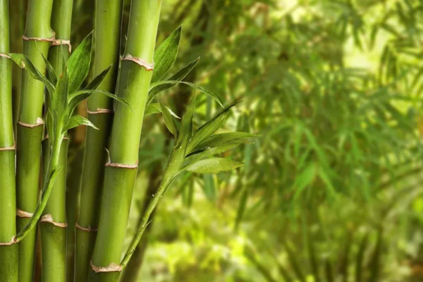 Bamboo Farming in the US in 2024: How to Get Started - 🐝 BootstrapBee.com - Actionable ...