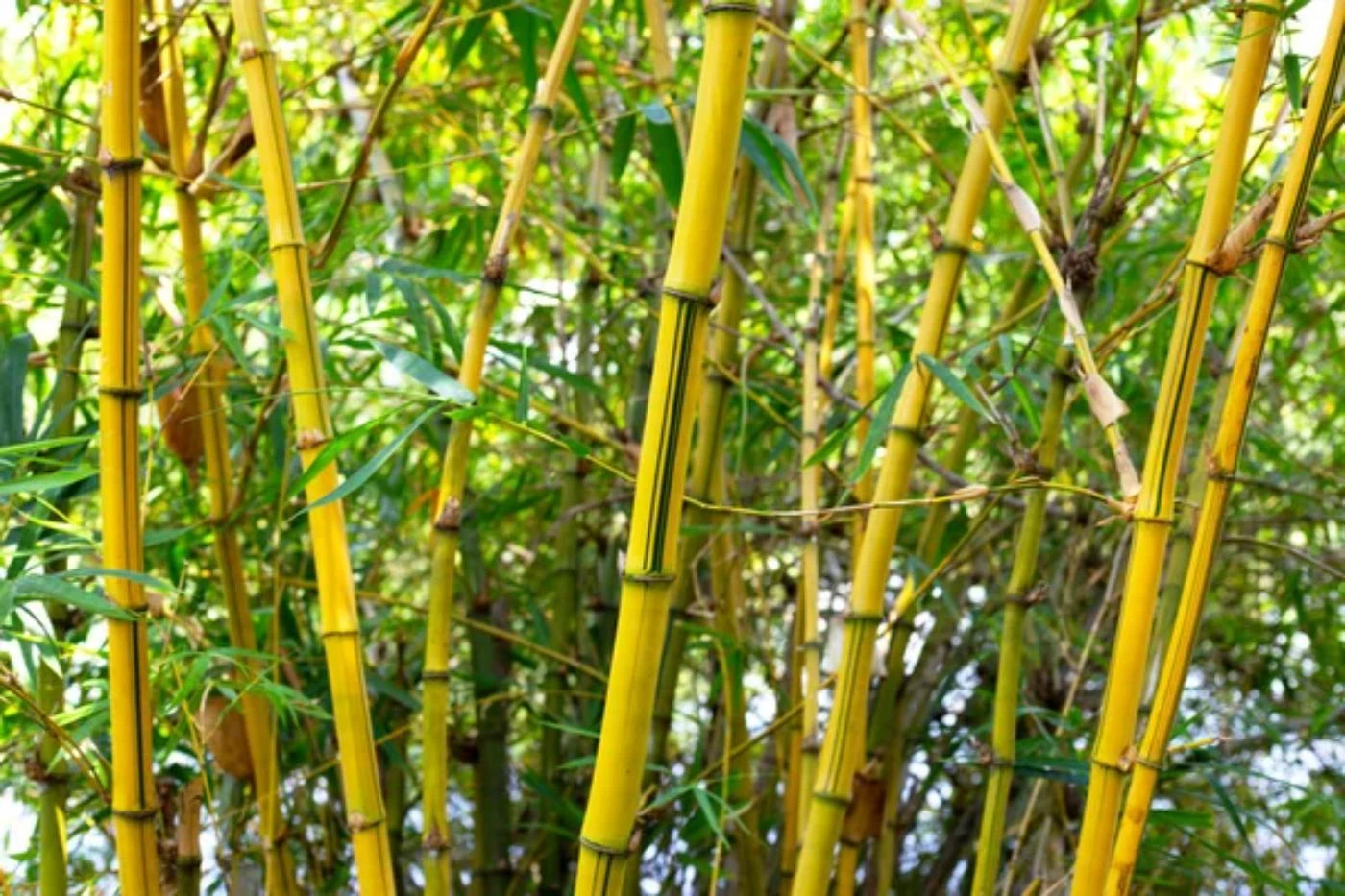 Bamboo Farming in the US in 2024: How to Get Started - 🐝 BootstrapBee.com - Actionable ...