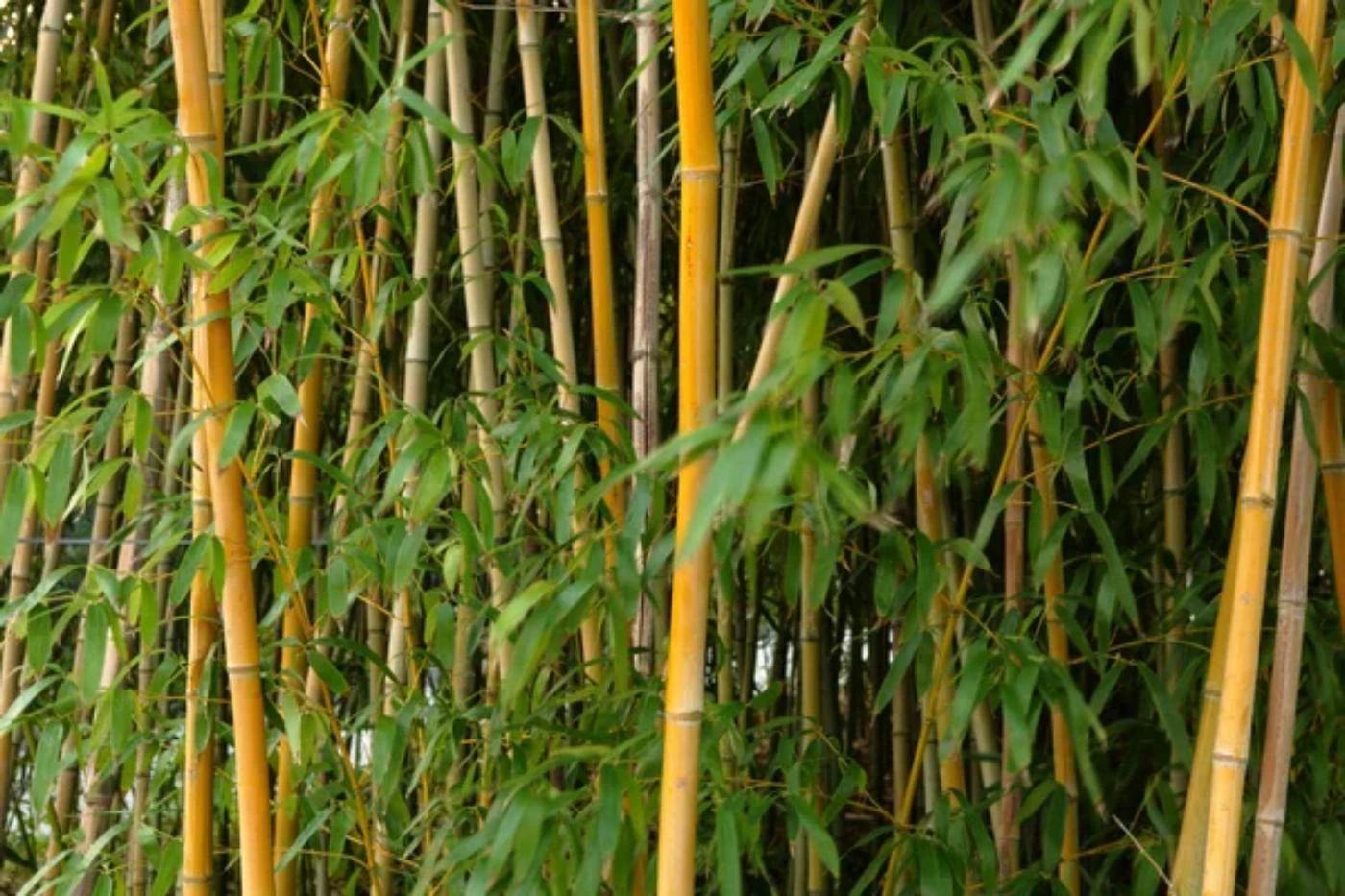 Bamboo Farming in the US in 2024: How to Get Started - 🐝 BootstrapBee.com - Actionable ...