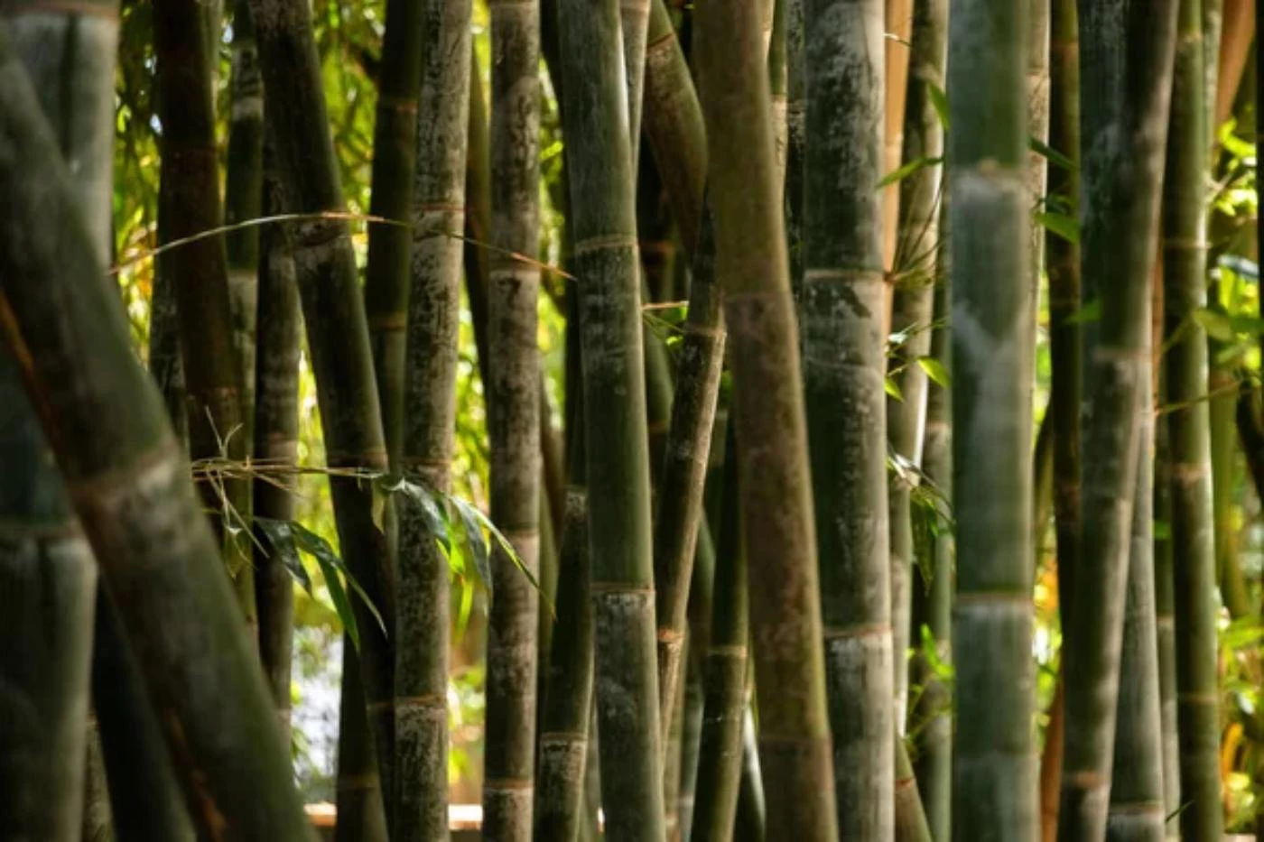 Bamboo Farming in the US in 2024: How to Get Started - 🐝 BootstrapBee.com - Actionable ...