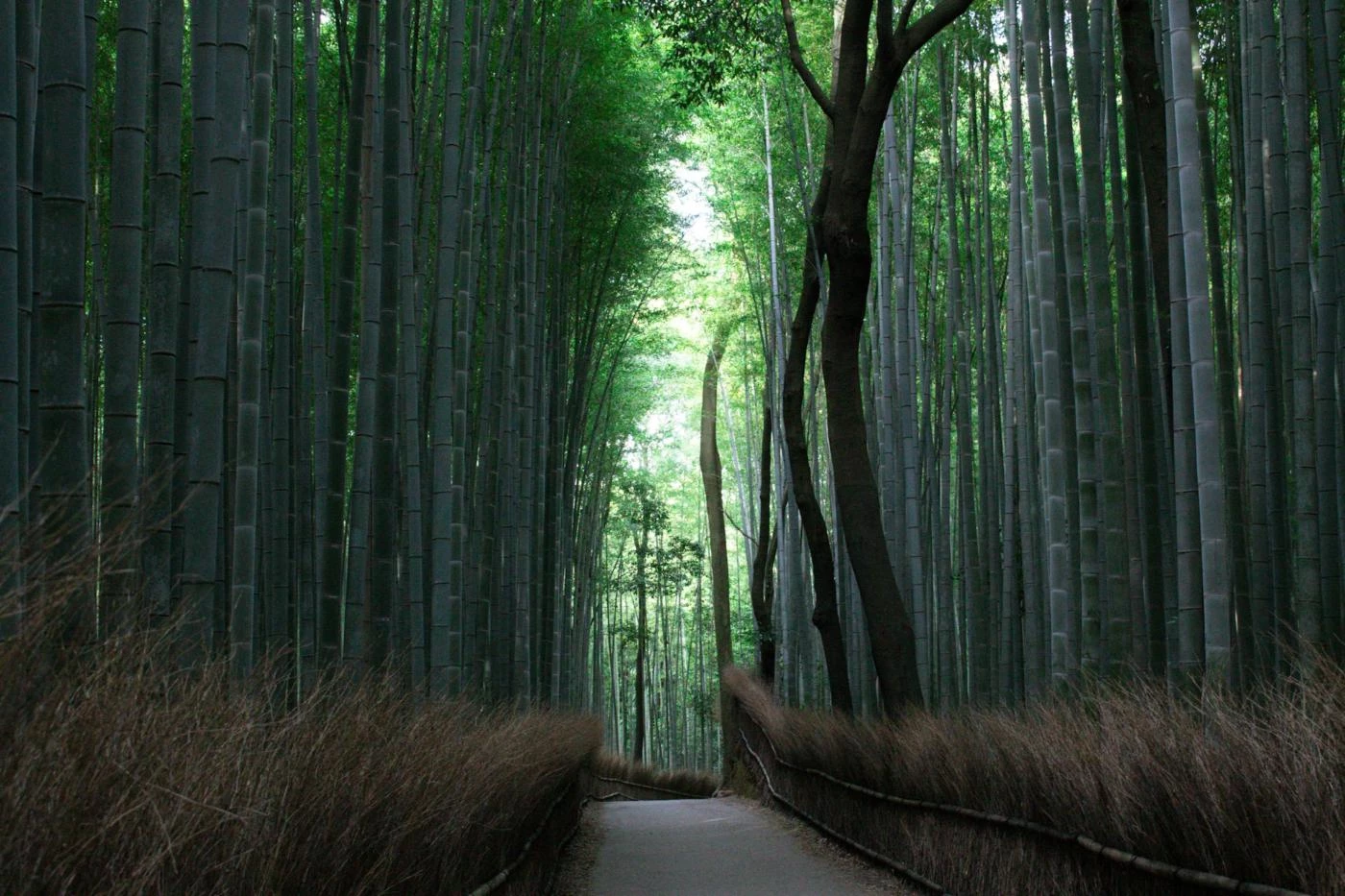Is Growing Bamboo Good for the Environment? (11 Benefits) - 🐝 ...