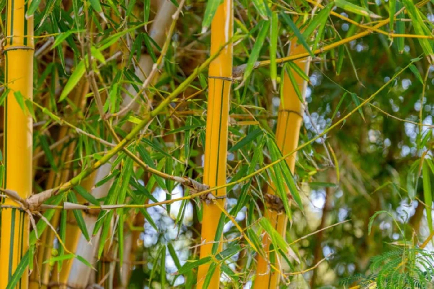 7 Bamboo Species with the Best Profit Potential - 🐝 BootstrapBee.com - Actionable bootstrapping ...