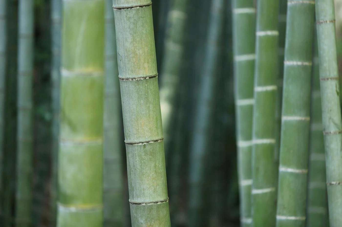How to Sell Bamboo for Profit: A Detailed Guide (2024) - 🐝 BootstrapBee.com - Actionable ...