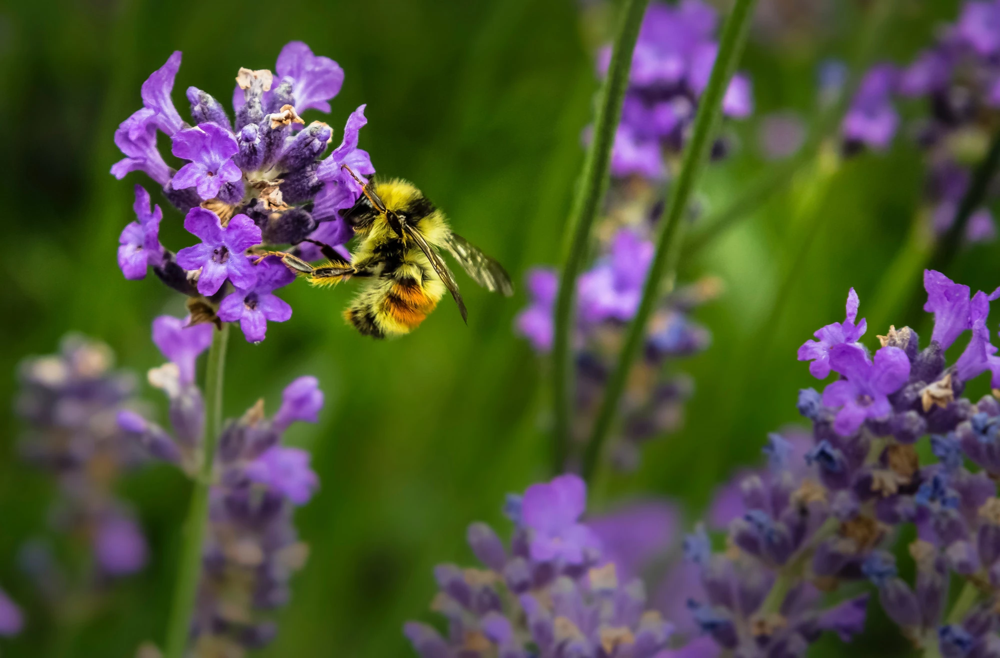25 Interesting Facts About Bees You Probably Don't Know - 🐝 BootstrapBee.com - Actionable ...
