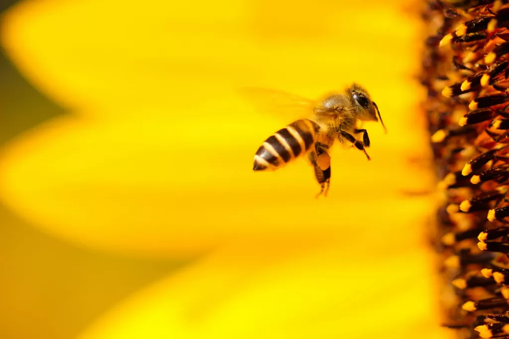 25 Interesting Facts About Bees You Probably Don't Know - 🐝 BootstrapBee.com - Actionable ...