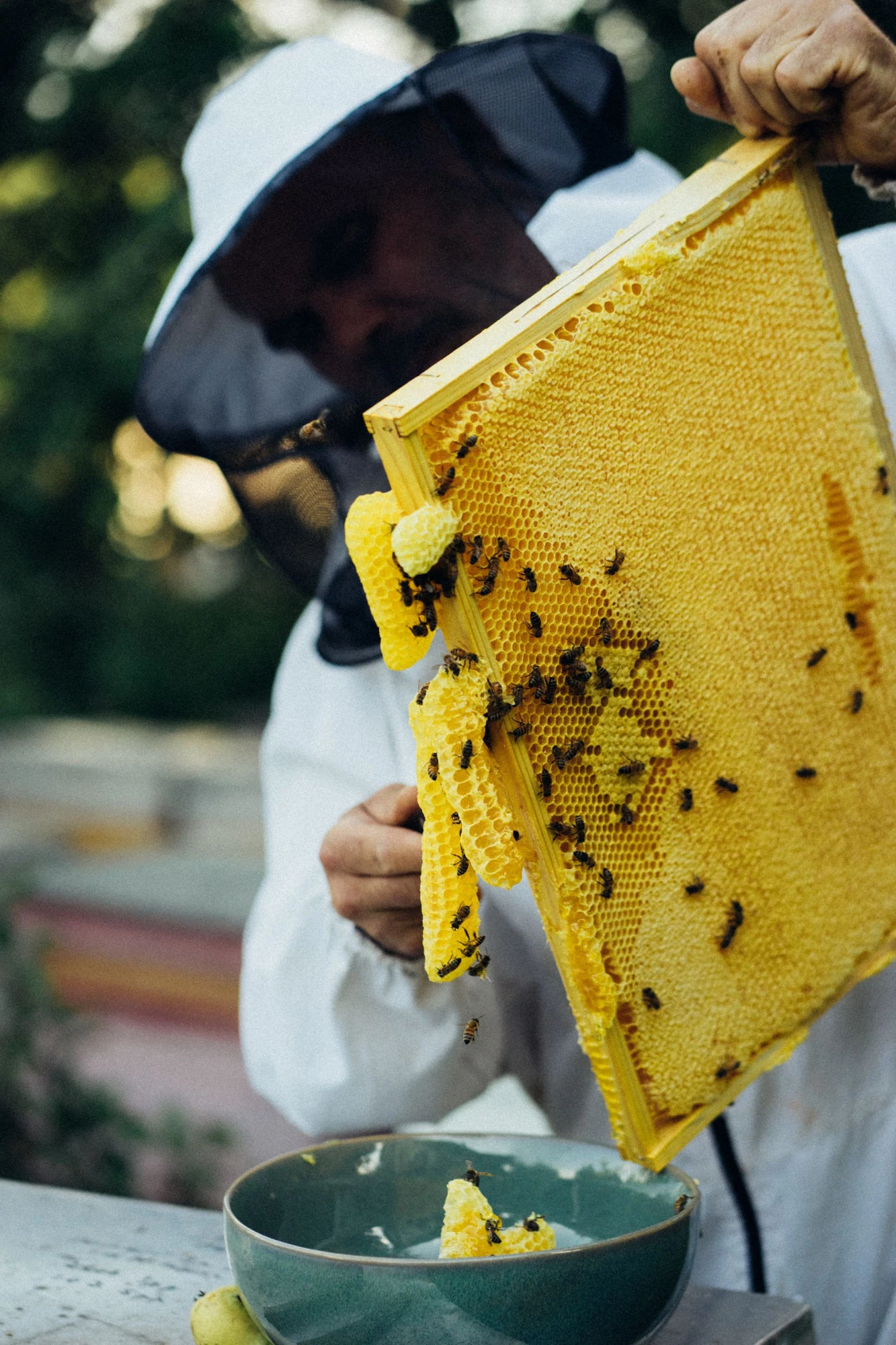 7 Things That Happen Inside a Beehive You Didn't Know - 🐝 BootstrapBee ...
