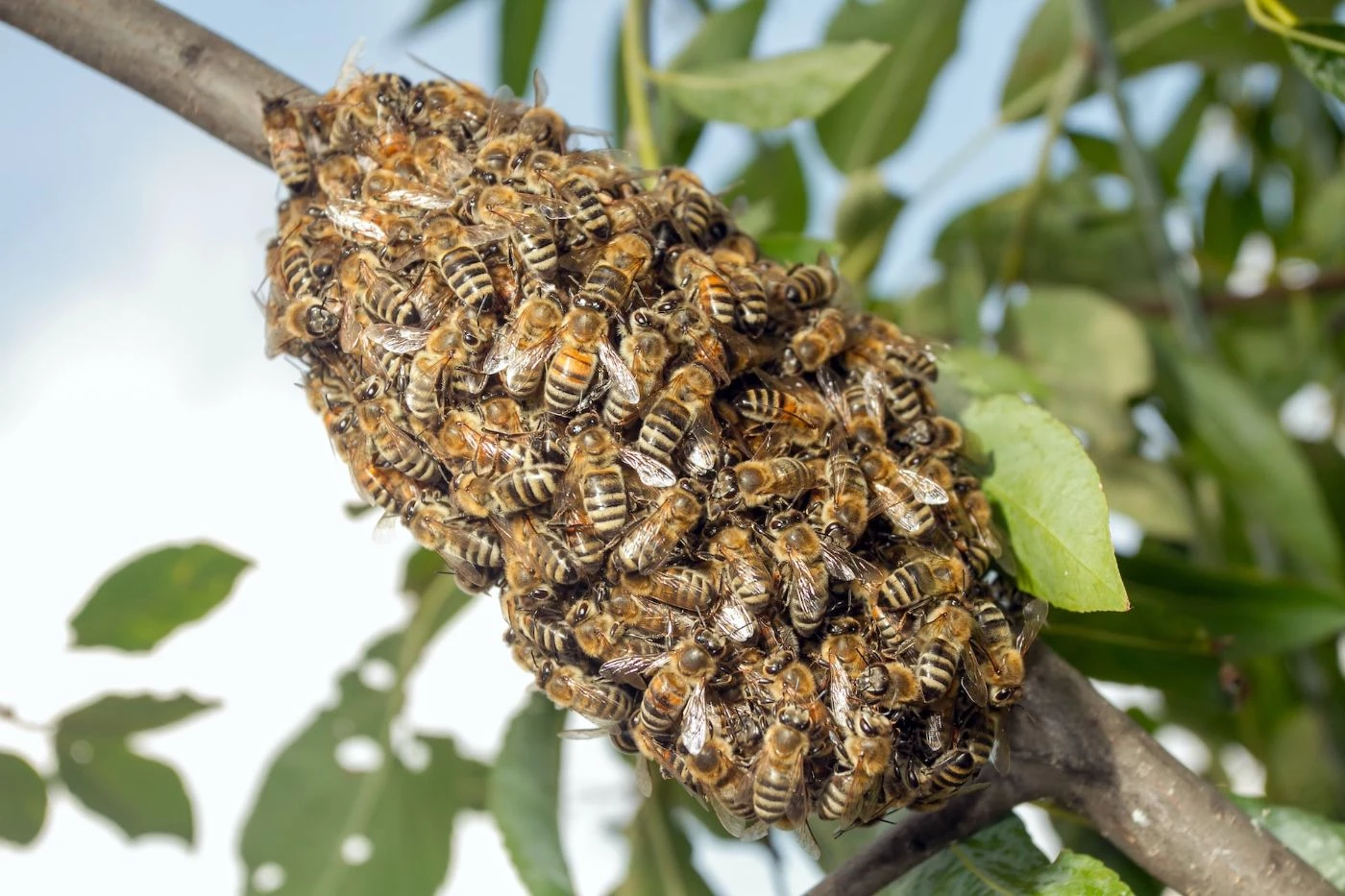 What Are Bees in a Tree With No Hive & Is It Dangerous? - 🐝 ...
