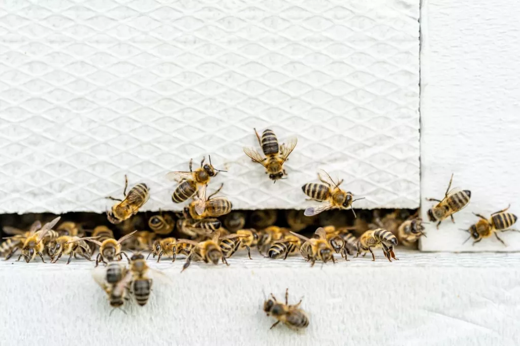 Are Bees More Aggressive In the Heat? - 🐝 BootstrapBee.com - Actionable bootstrapping guides