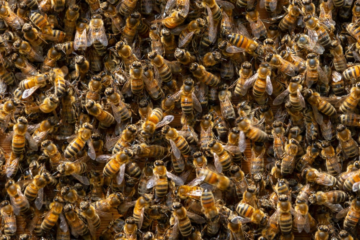 At What Temperatures Do Bees Become Inactive - 🐝 BootstrapBee.com - Actionable bootstrapping guides