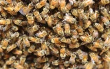 3 Reasons Why Bees Swarm in the Spring & How To Avoid It - 🐝 BootstrapBee.com - Actionable ...