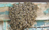 Honey Bee Orientation Flights vs. Swarming: 8 Key Differences - 🐝 BootstrapBee.com - Actionable ...
