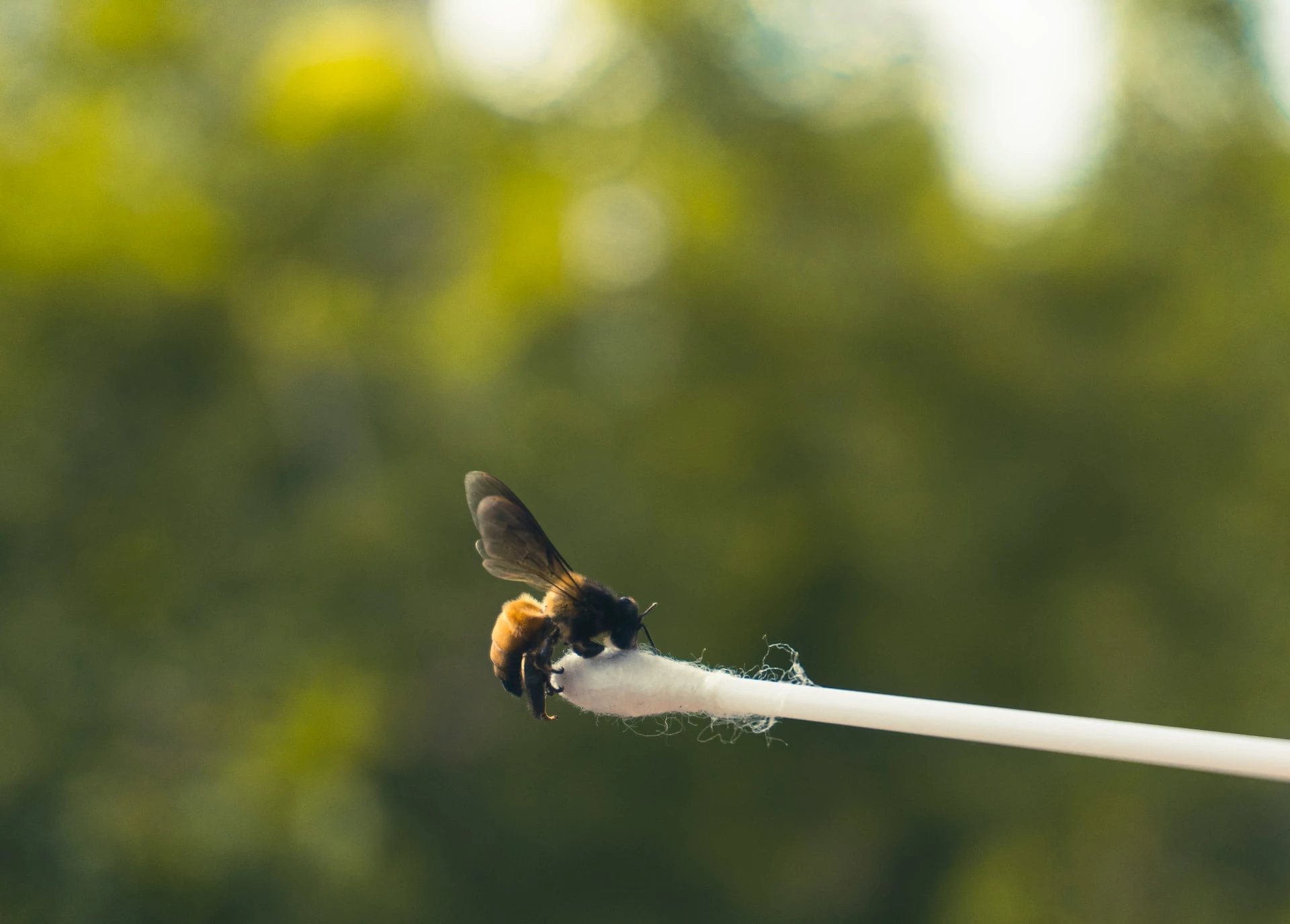 How Long Can a Bee Live Without Food or Water? - 🐝 BootstrapBee.com - Actionable bootstrapping ...