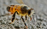 25 Interesting Facts About Bees You Probably Don't Know - 🐝 BootstrapBee.com - Actionable ...