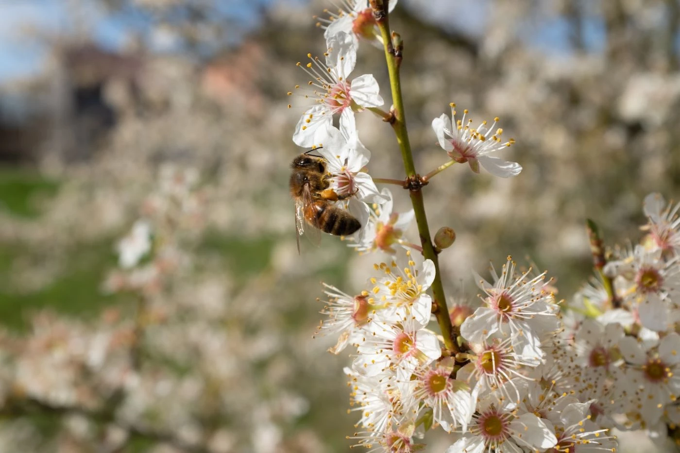 Bees Behave Different in Hot Weather: Here's How - 🐝 BootstrapBee.com ...
