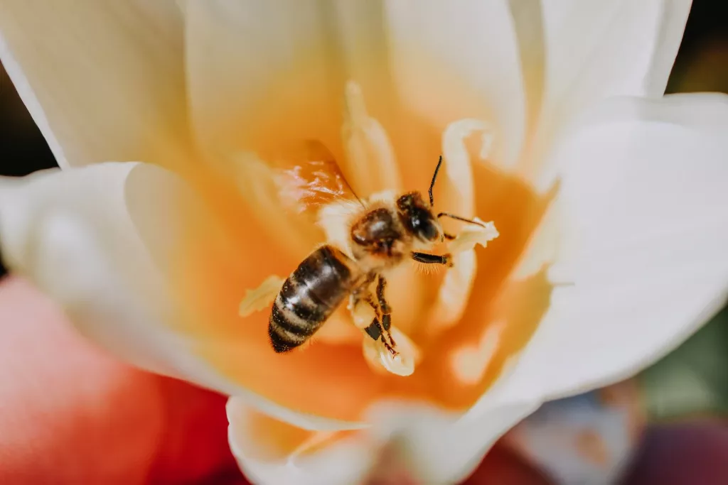 What Months Do Bees Make Honey? (with Calendar) - 🐝 BootstrapBee.com ...