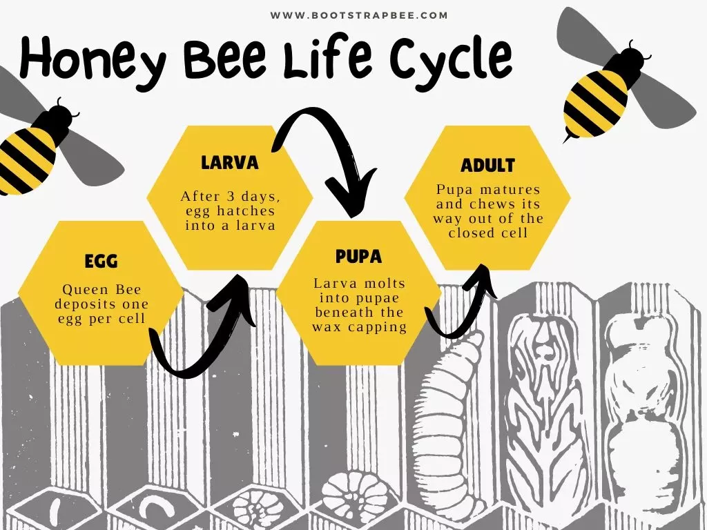 Detailed Look at the Honey Bee Life Cycle (w/ Diagram) - 🐝 BootstrapBee ...