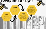 What Months Do Bees Make Honey? (with Calendar) - 🐝 BootstrapBee.com - Actionable bootstrapping ...