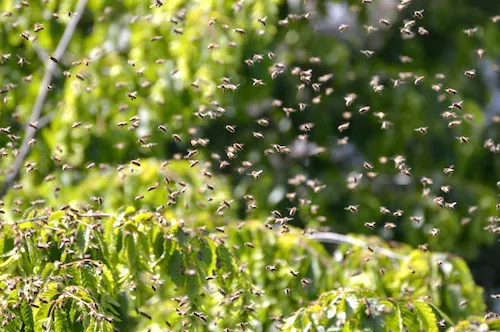 Honey Bee Orientation Flights vs. Swarming: 8 Key Differences - 🐝 ...