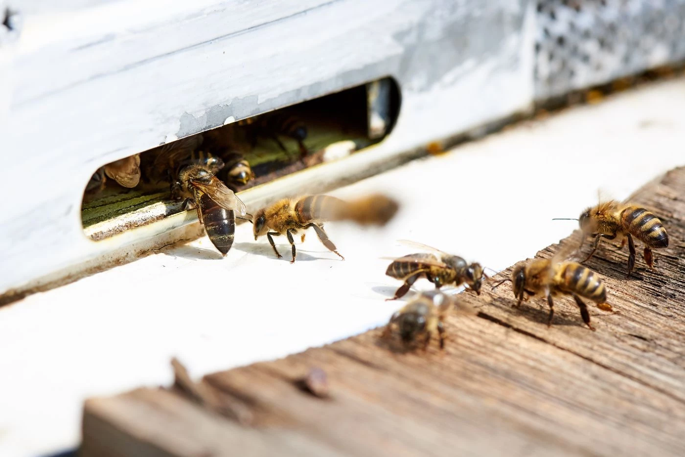 Where Do Honeybees Build Hives? - 7 Common Locations - 🐝 BootstrapBee.com - Actionable ...