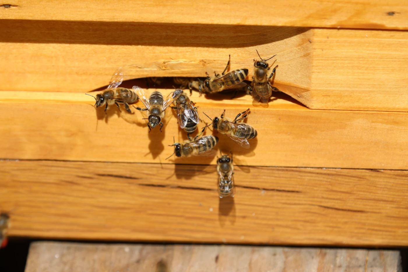Where Do Honeybees Build Hives? - 7 Common Locations - 🐝 BootstrapBee ...