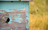 What Time of Day Do Bees Swarm? (A Surprising Pattern) - 🐝 BootstrapBee.com - Actionable ...