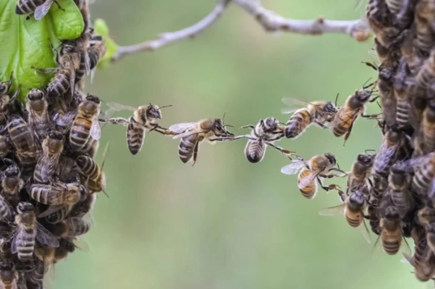 How Bees Make Hives in the Wild (Trees & Ground Nest) - 🐝 BootstrapBee ...