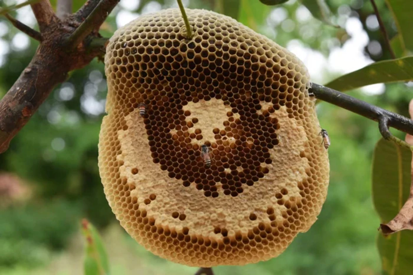 How Bees Make Hives in the Wild (Trees & Ground Nest) - 🐝 BootstrapBee ...