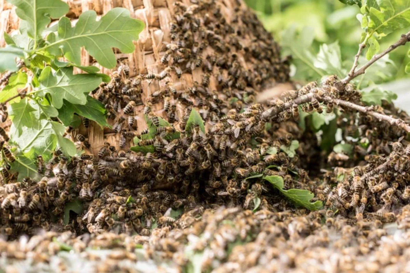 How Bees Make Hives in the Wild (Trees & Ground Nest) - 🐝 BootstrapBee ...