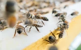 What Months Do Bees Make Honey? (with Calendar) - 🐝 BootstrapBee.com ...