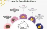 Where Do Honeybees Build Hives? - 7 Common Locations - 🐝 BootstrapBee.com - Actionable ...